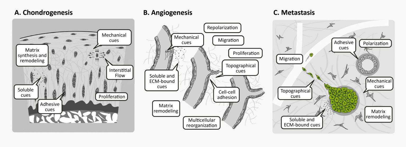 3D vs 2D Cell Culture: Key Differences Explained