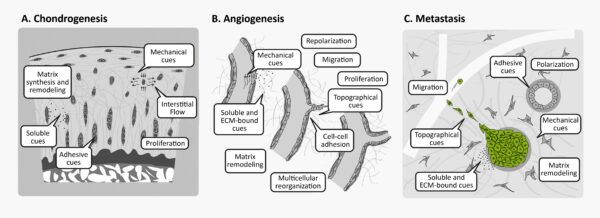 3D vs 2D Cell Culture: A Comprehensive Comparison and Review - Cell ...