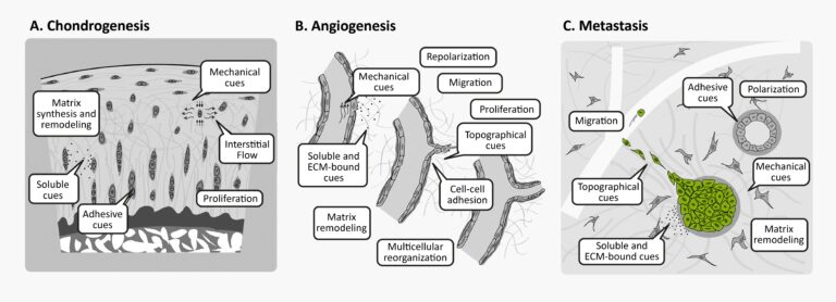 3D vs 2D Cell Culture: A Comprehensive Comparison and Review - Cell ...