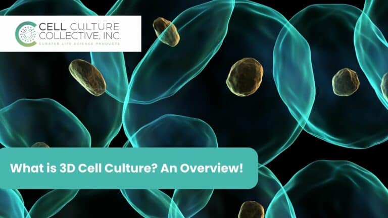 3D vs 2D Cell Culture: A Comprehensive Comparison and Review - Cell ...