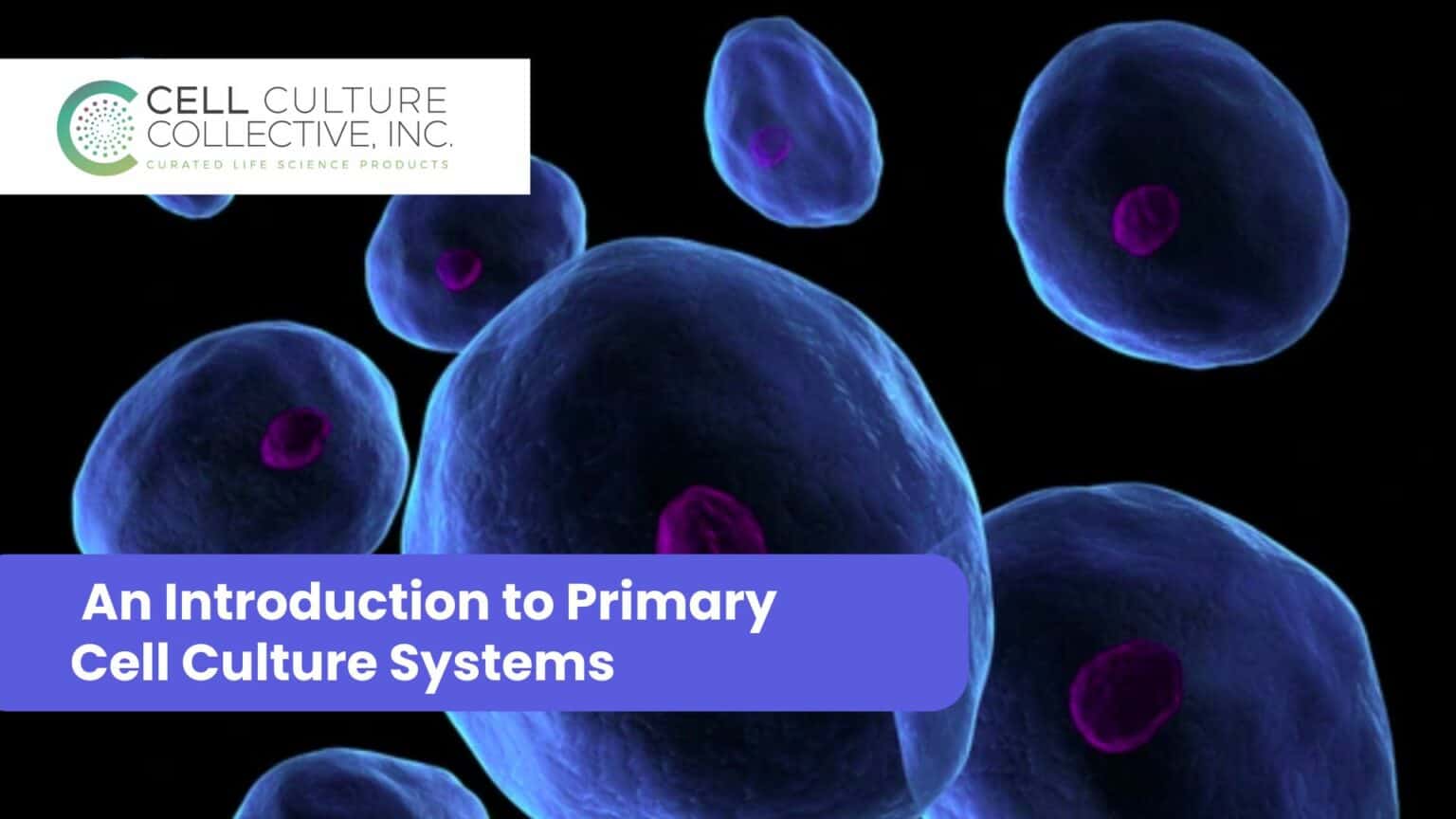 An Introduction to Primary Cell Culture Systems - Cell Culture Collective