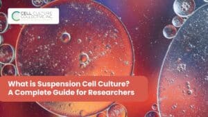 What is Suspension Cell Culture? A Complete Guide for Researchers ...