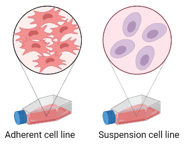 What is Suspension Cell Culture? A Complete Guide for Researchers ...