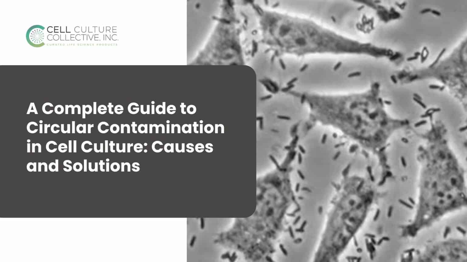 A Complete Guide to Circular Contamination in Cell Culture: Causes and Solutions - Cell Culture ...